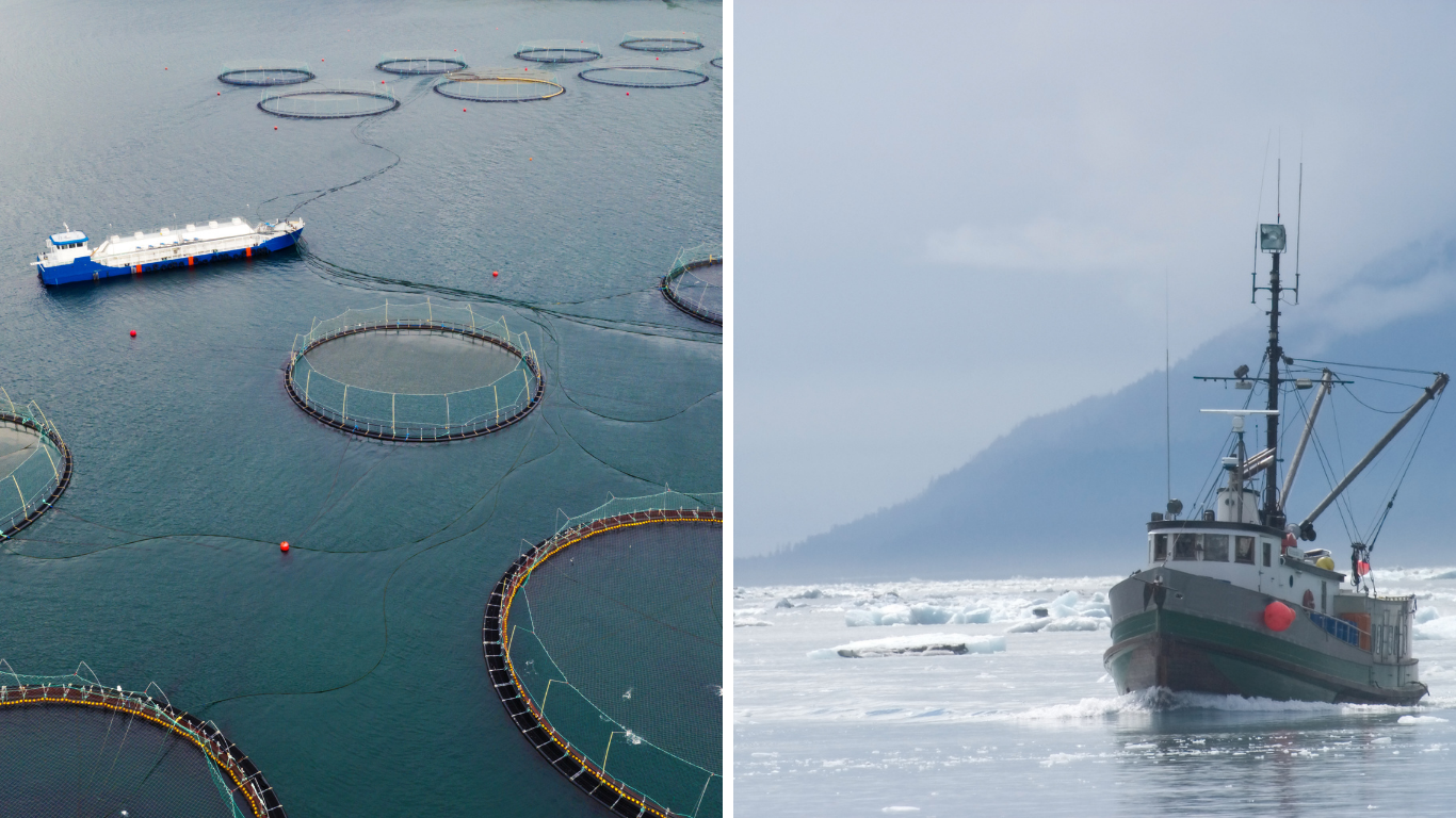 Wild Caught vs. Farmed Seafood: Debunking Myths & Choosing Sustainably ...
