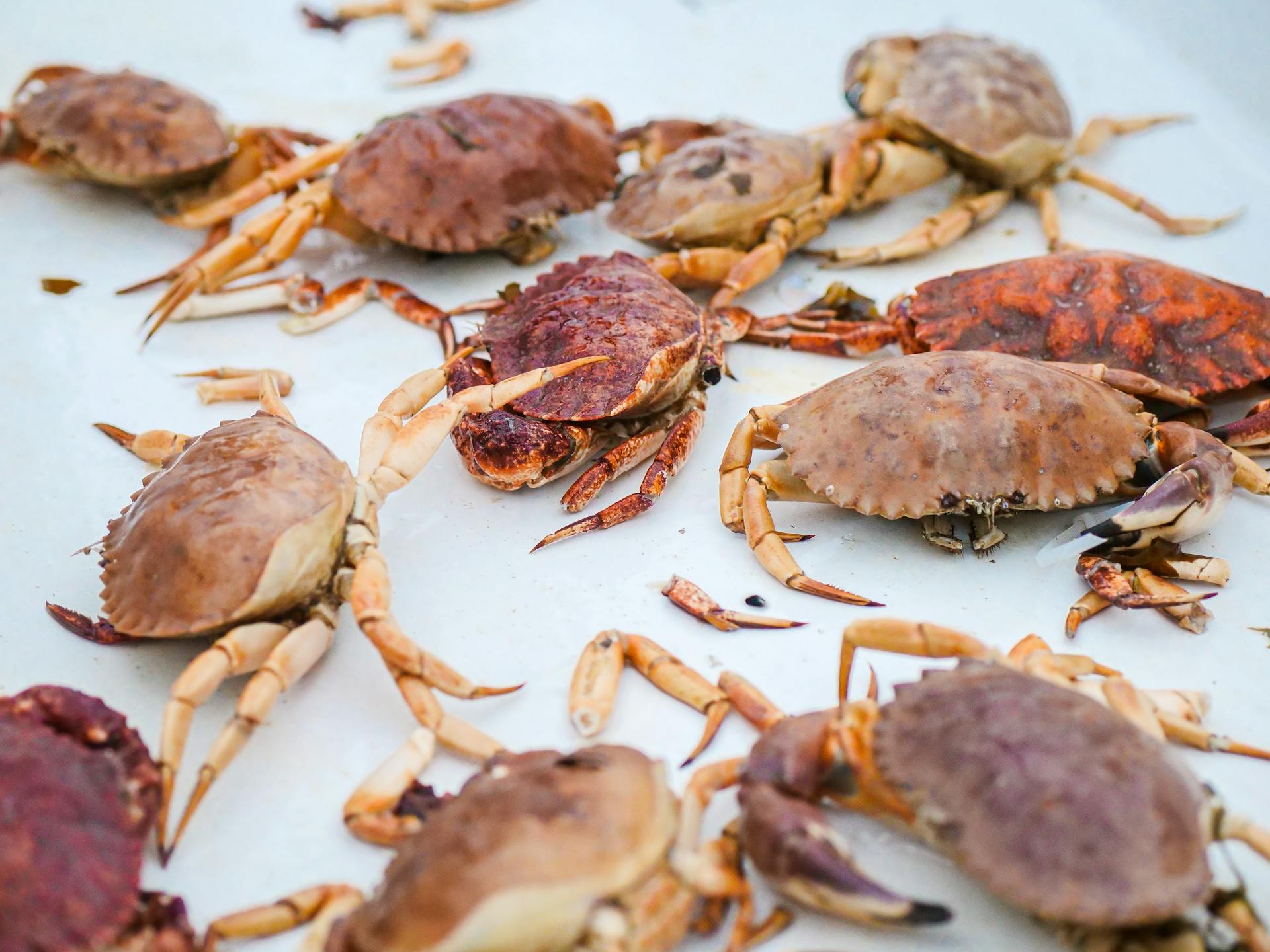 Types of Crabs – Sizzlefish